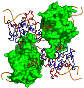 Protein-Nucleic Acid Interactions – Foster Group