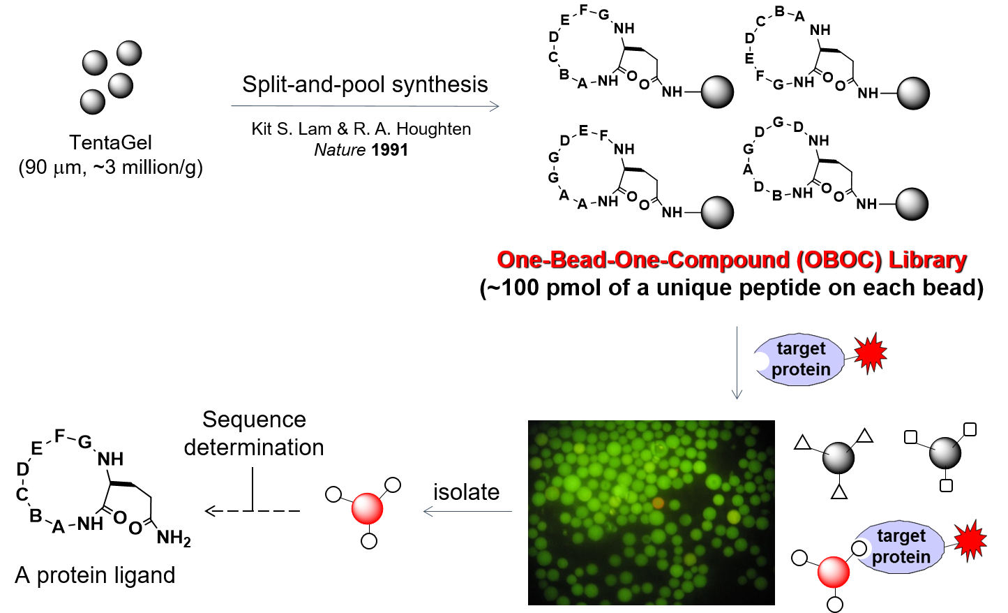 Macrocycles as Protein-Protein Interaction Inhibitors – Pei Group