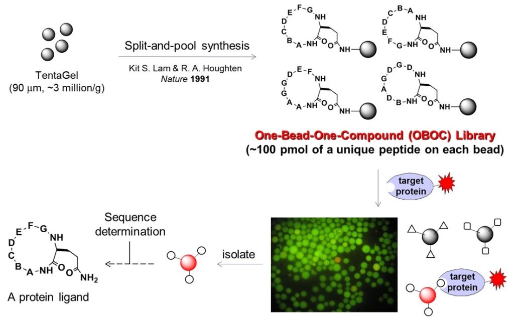 Macrocyclic Peptides as Protein-Protein Interaction Inhibitors – Pei Group